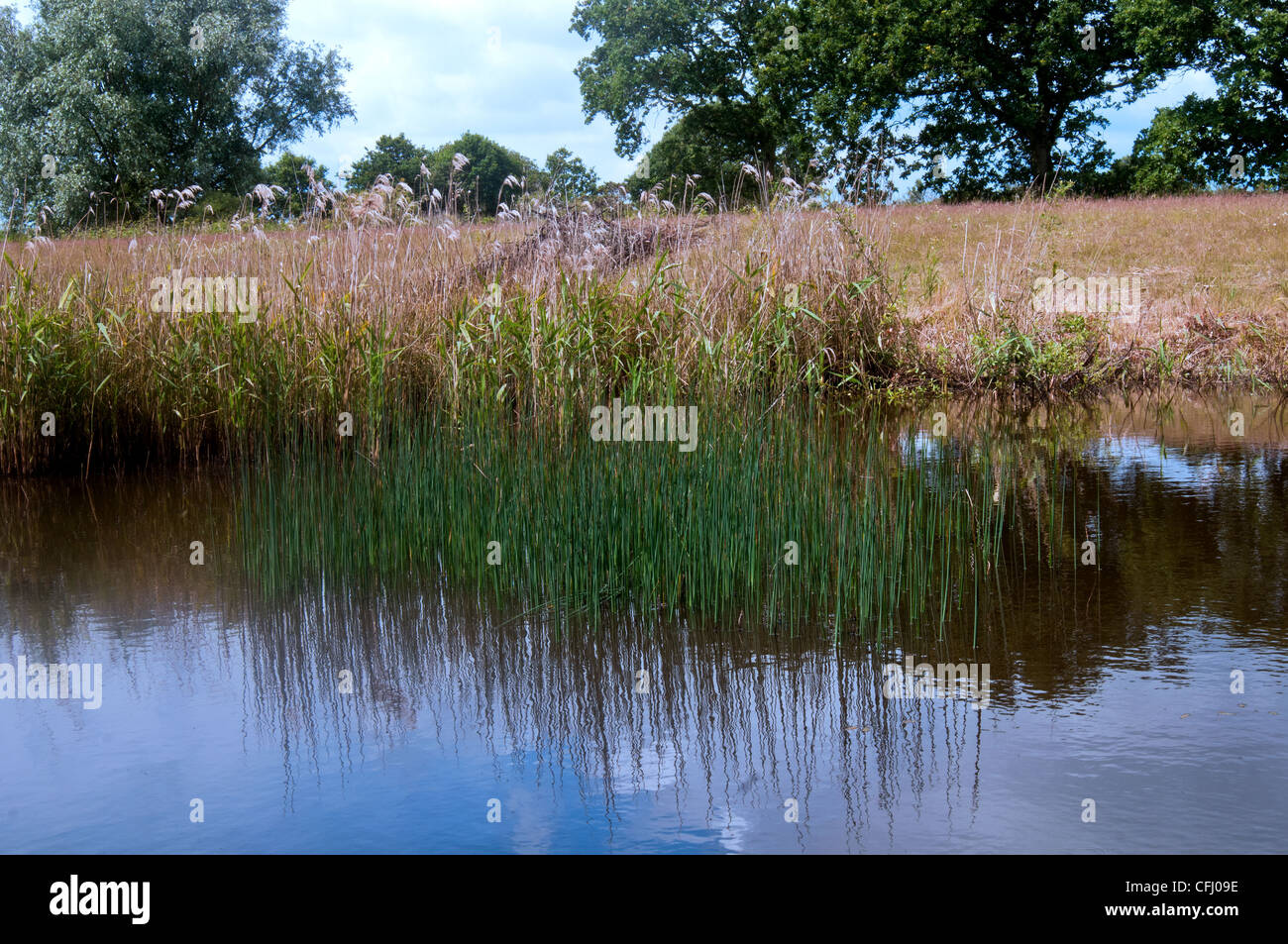 Norfolk broads hickling broad natural habitat Stock Photo - Alamy