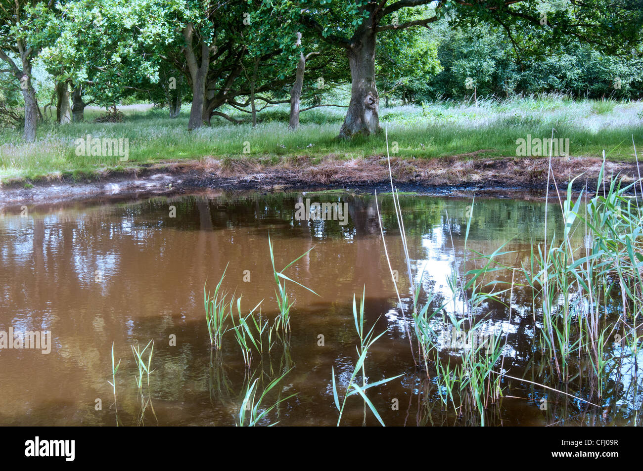 Norfolk broads hickling broad natural habitat Stock Photo - Alamy