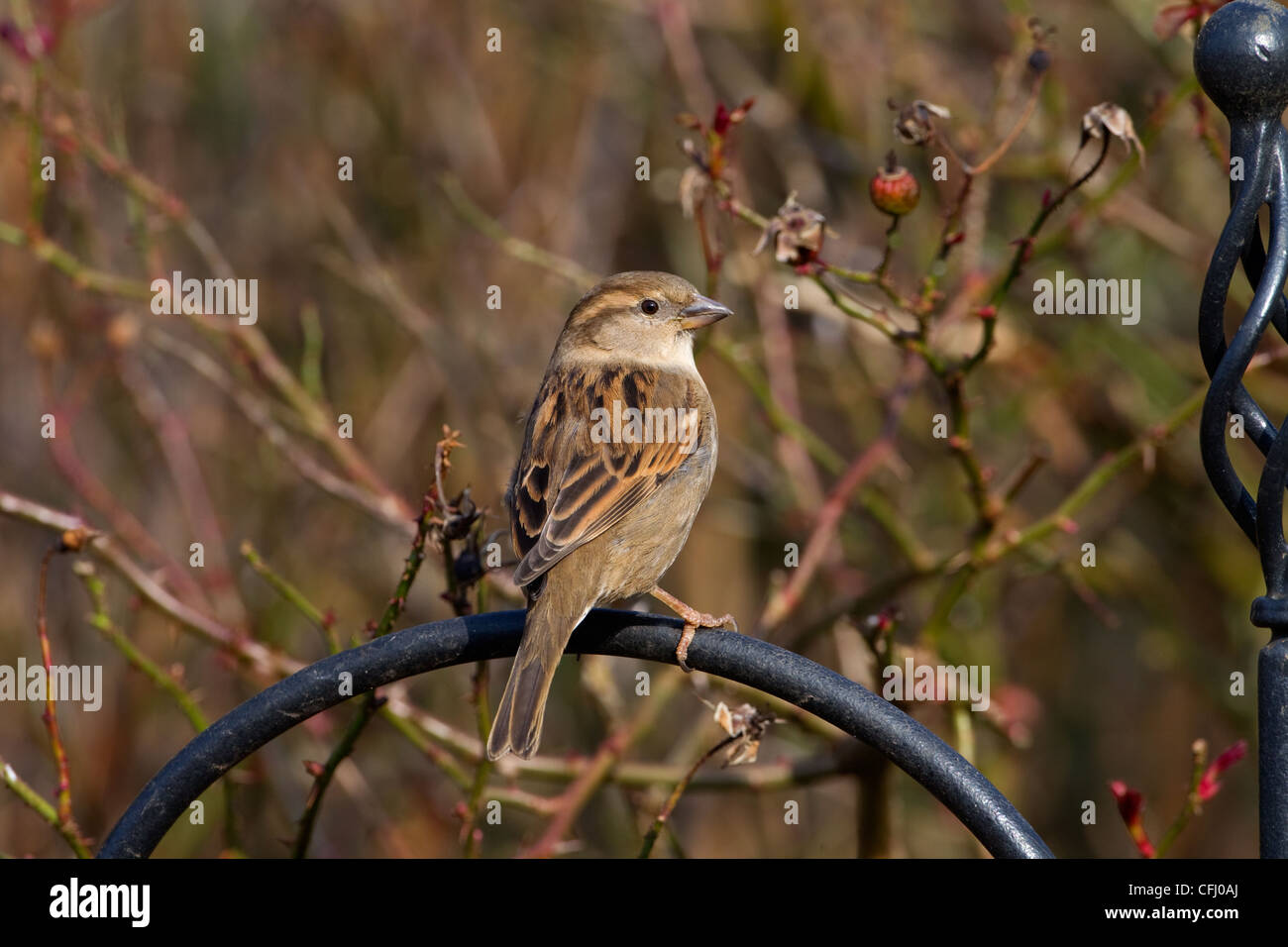 House Sparrow Passer domesticus female Stock Photo - Alamy