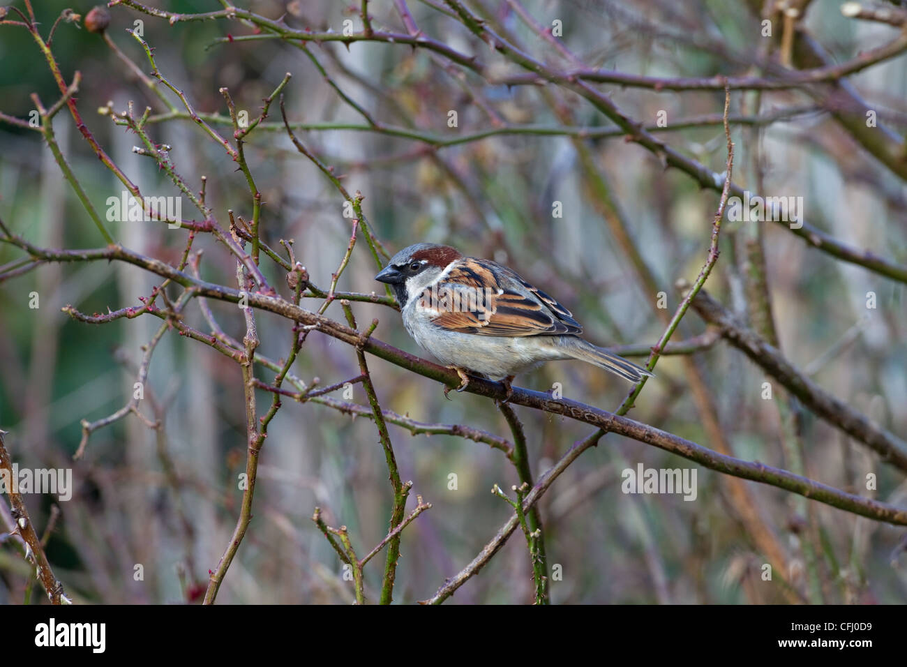 Cockney farm hi-res stock photography and images - Alamy