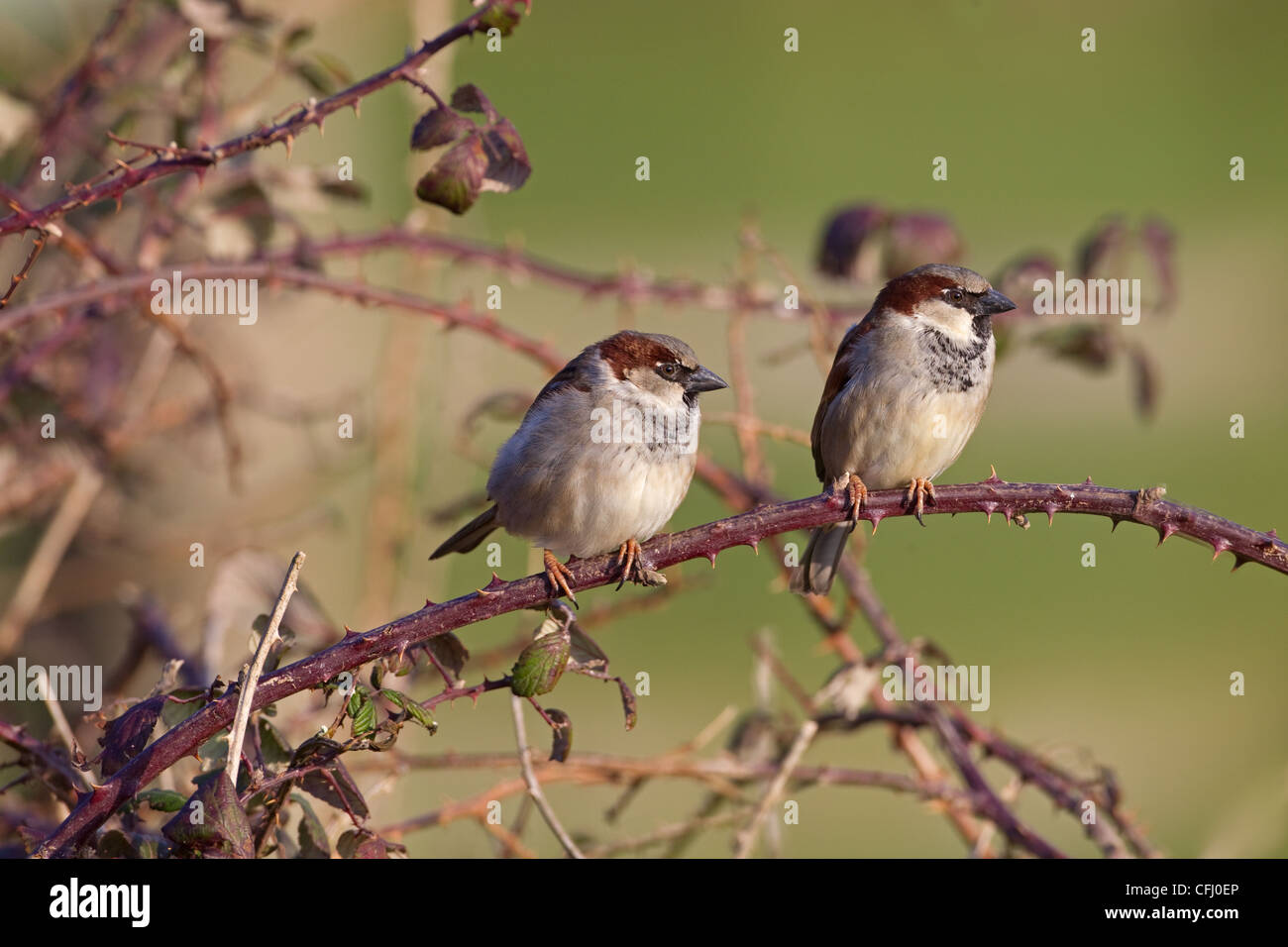 Birds winter feeding farm hedge hi-res stock photography and images - Alamy