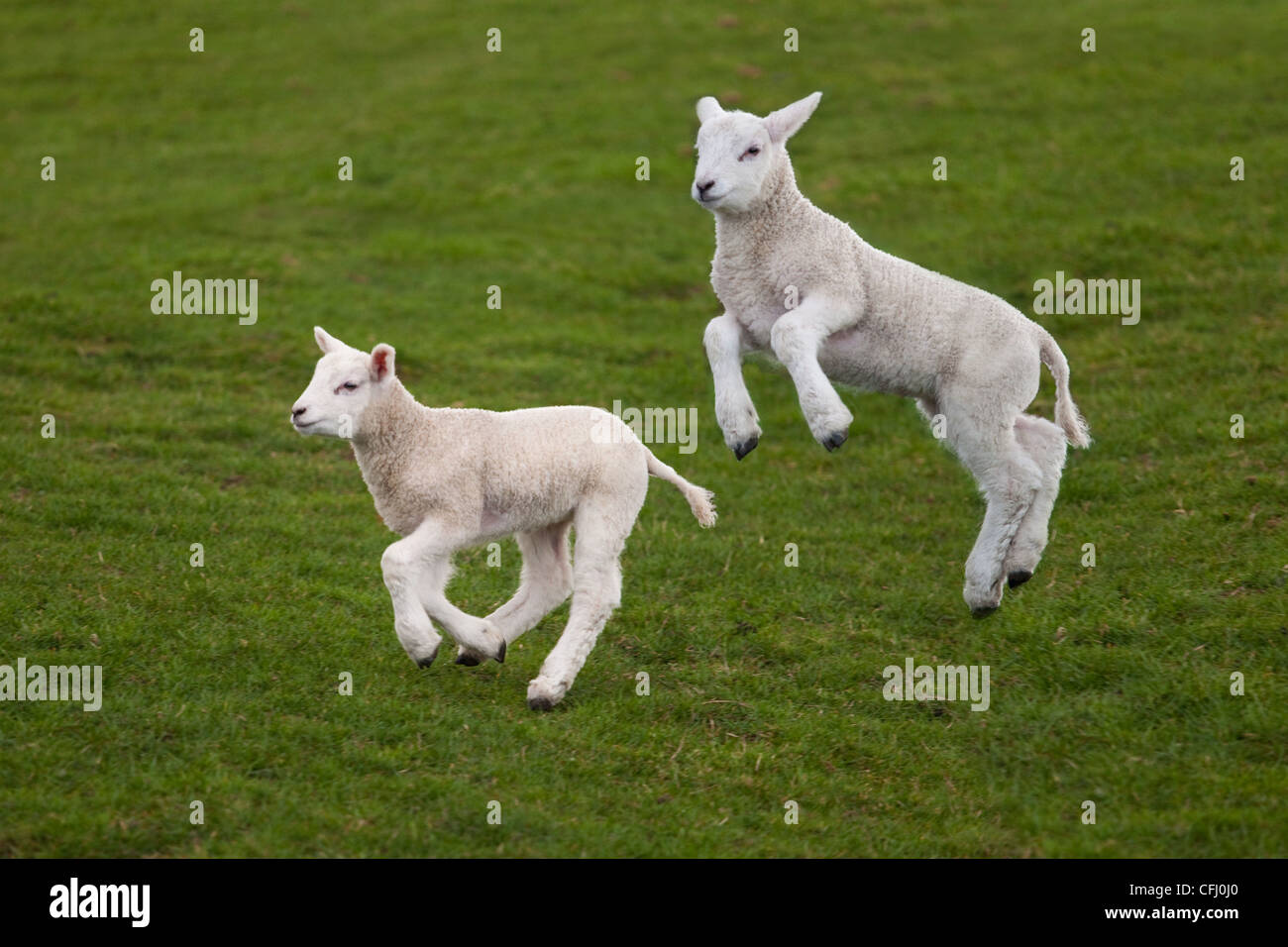 Lambs jumping hi-res stock photography and images - Alamy