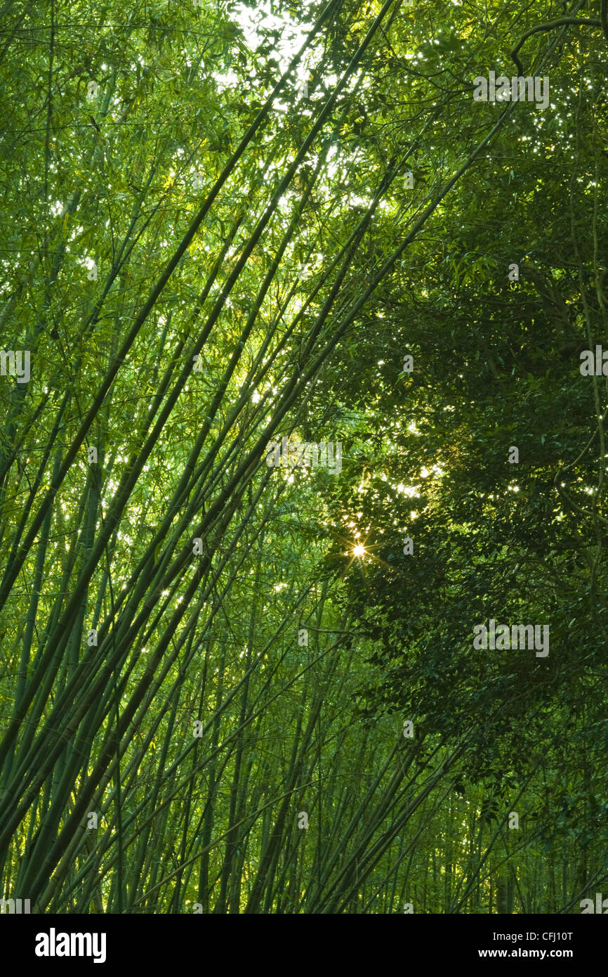 Sun through a lush green bamboo forest Stock Photo - Alamy