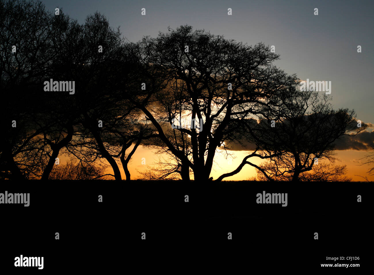 Trees silhouetted against a sunset above Ham Common, Richmond Park ...