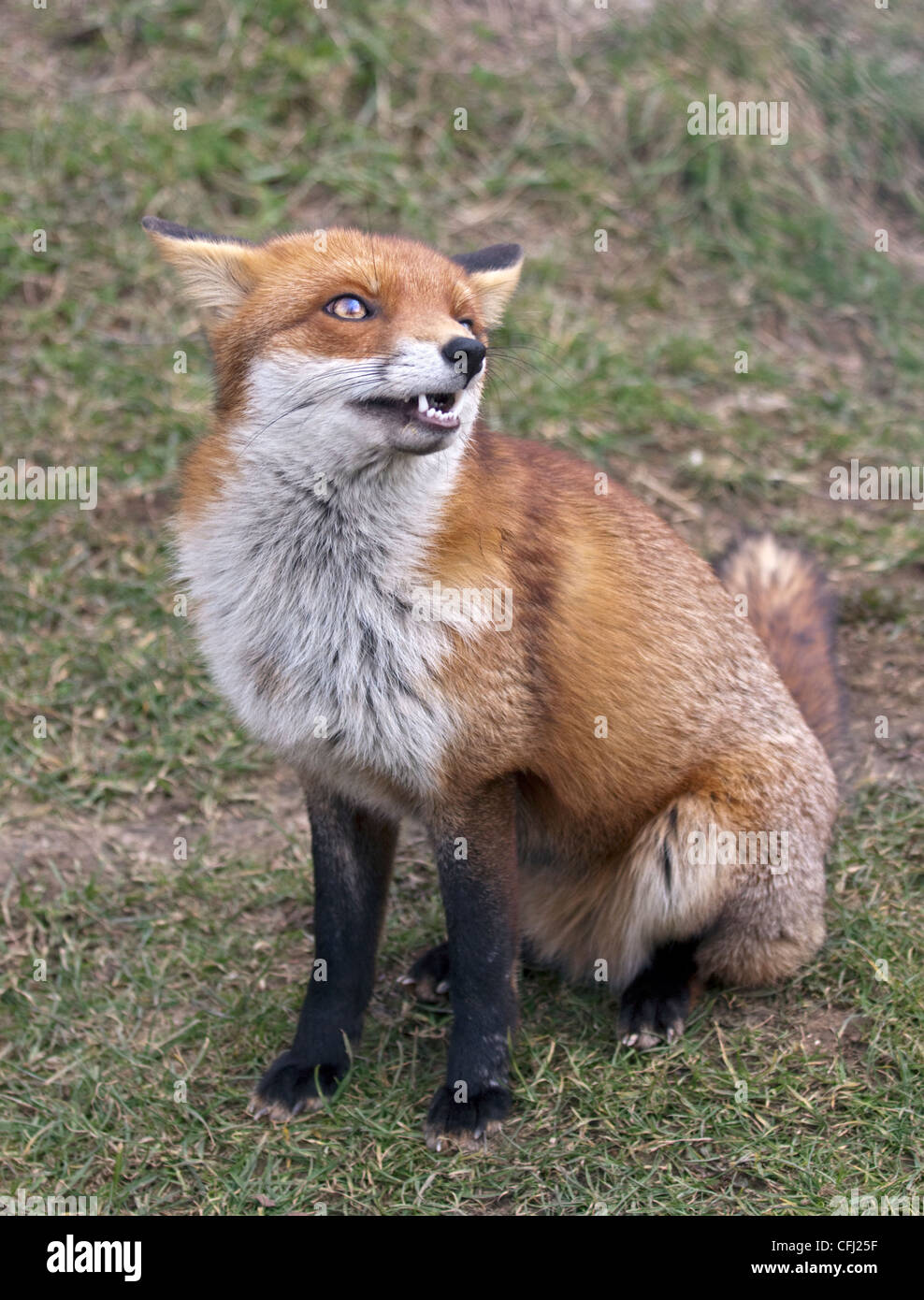 European Red Fox (Vulpes vulpes), UK Stock Photo - Alamy
