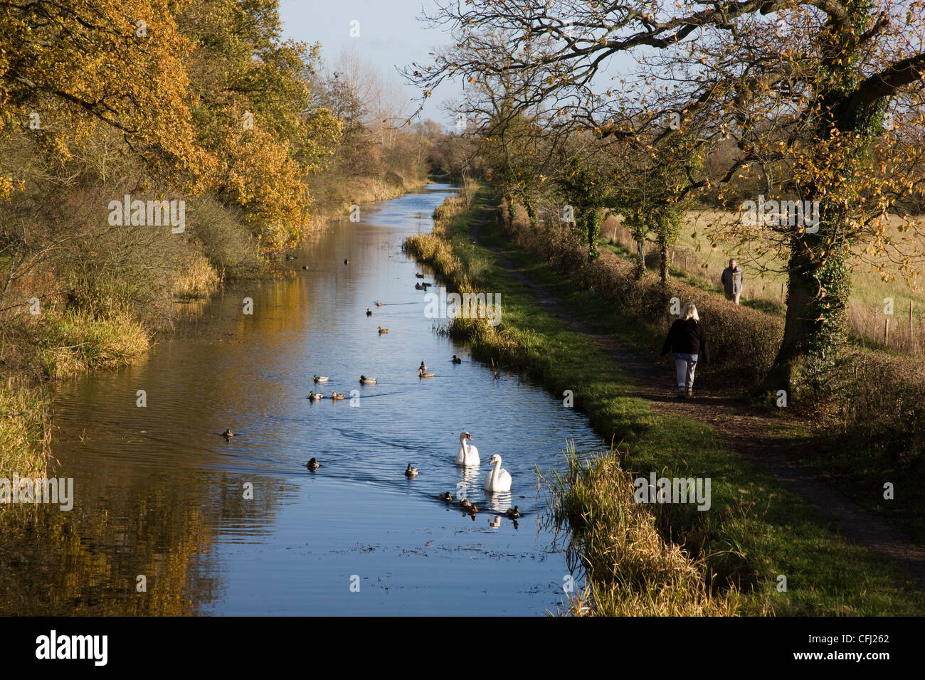 Swans swimming in canal hi-res stock photography and images - Alamy
