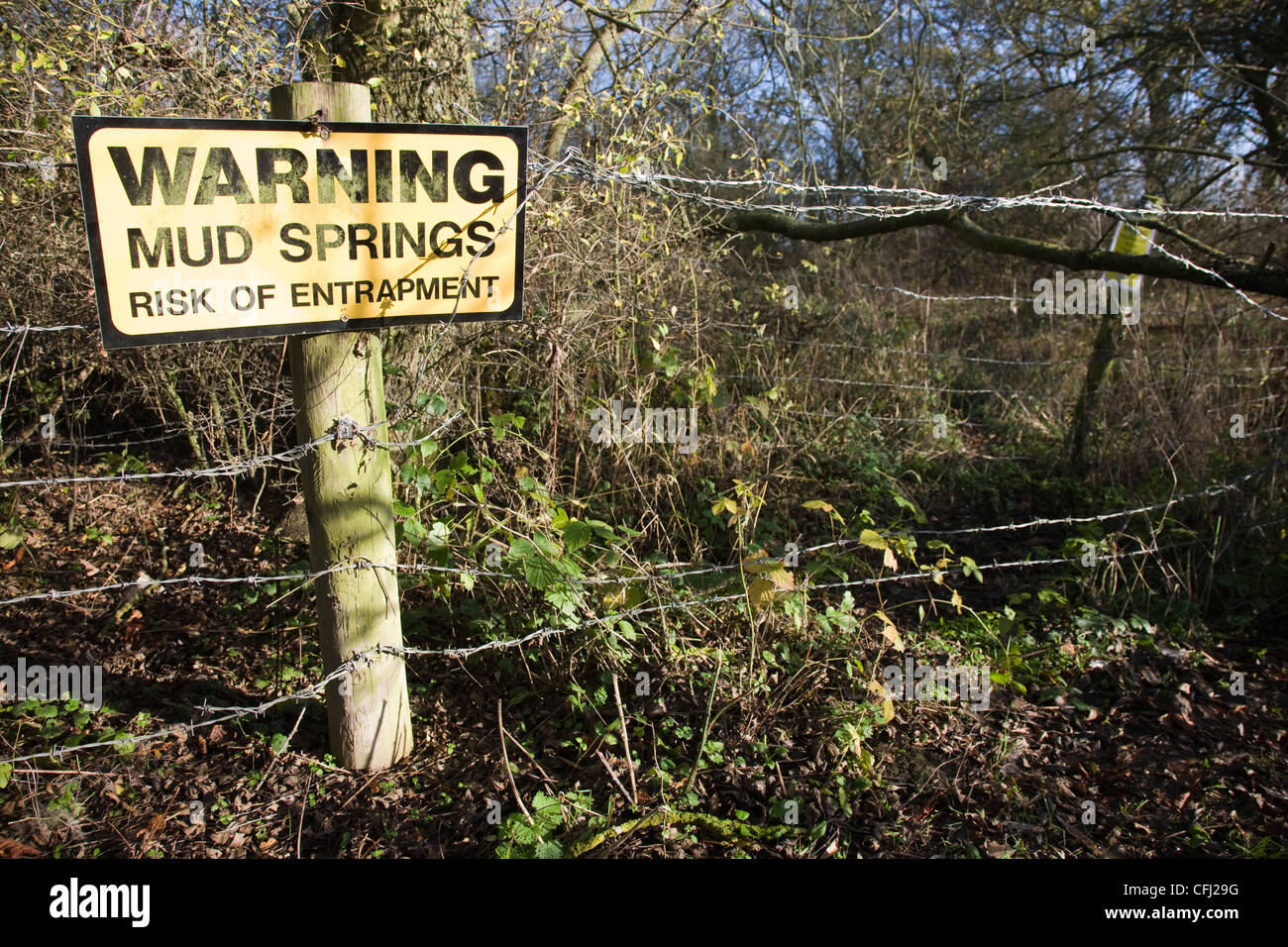 The famous Templar Firs mud springs, an SSSI where Jurrasic mud bubbles ...