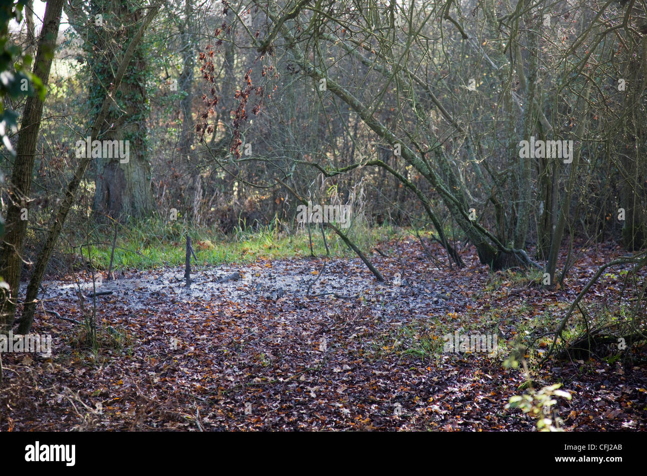 The famous Templar Firs mud springs, an SSSI where Jurrasic mud bubbles ...