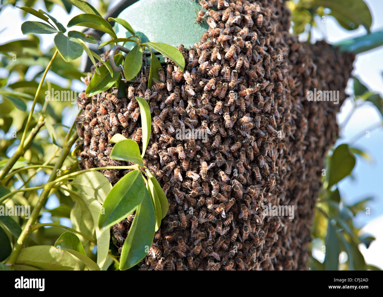 Teamwork Of Bees Stock Photos & Teamwork Of Bees Stock Images - Alamy