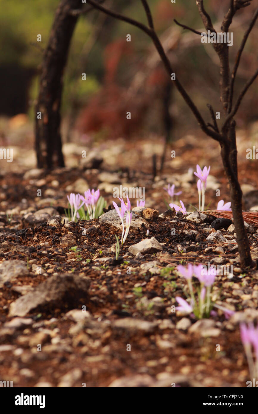 Colchicum stevenii Steven's Meadow saffron Photographed in Israel ...