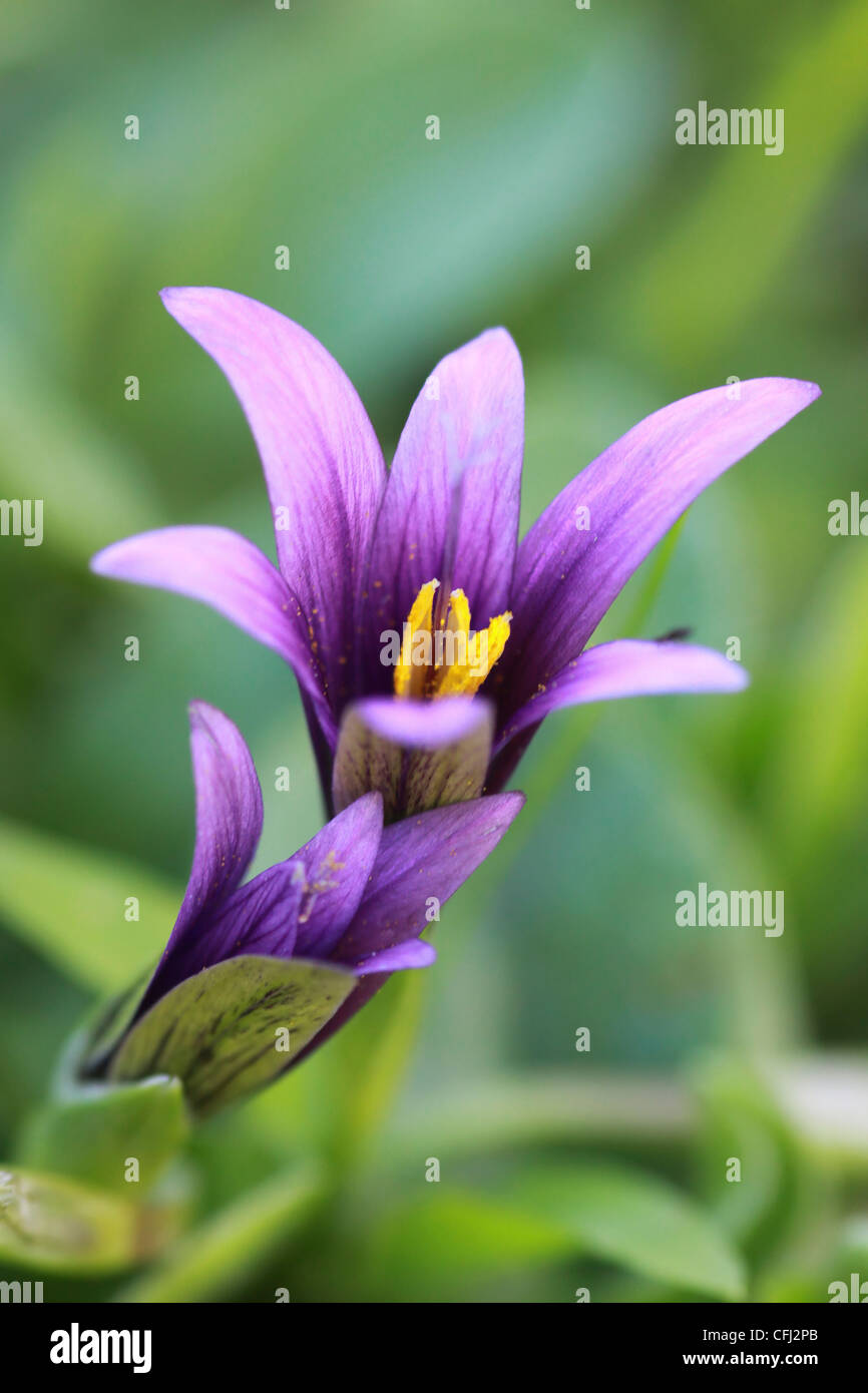 Close up of a Phoenician Romulea (Romulea phoenicia) flower ...