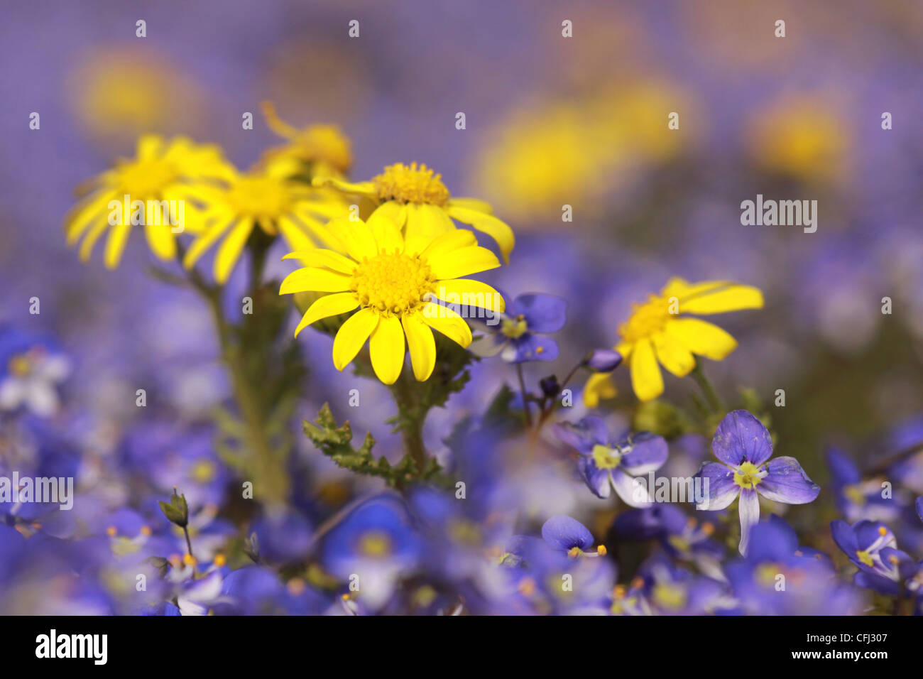 Eastern groundsel (Senecio vernalis) and Syrian Speedwell (Veronica ...