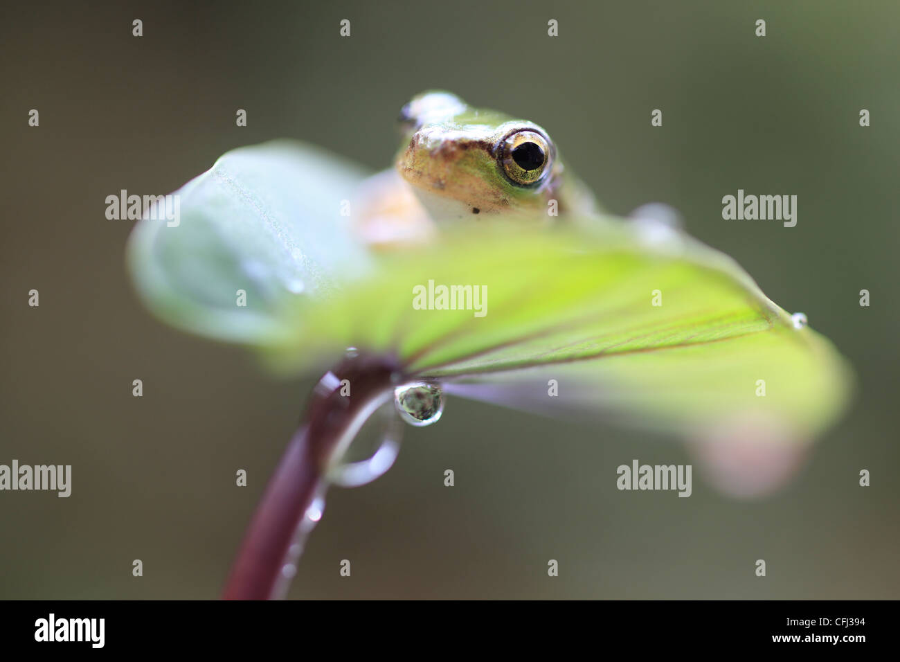 Frog holding leaf hi-res stock photography and images - Alamy