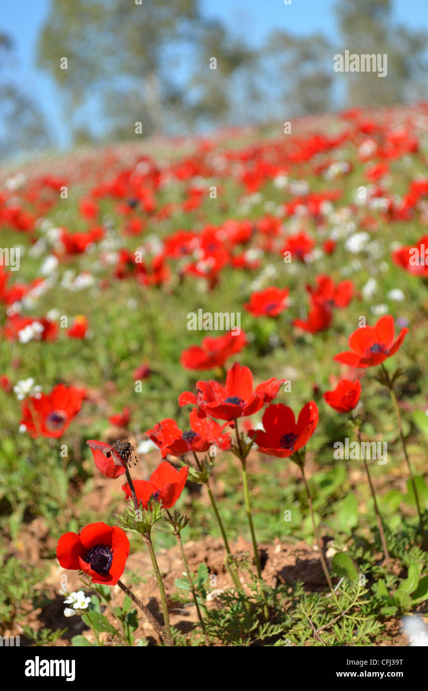 Anemone coronaria AKA Spanish marigold or Kalanit (in Hebrew ...