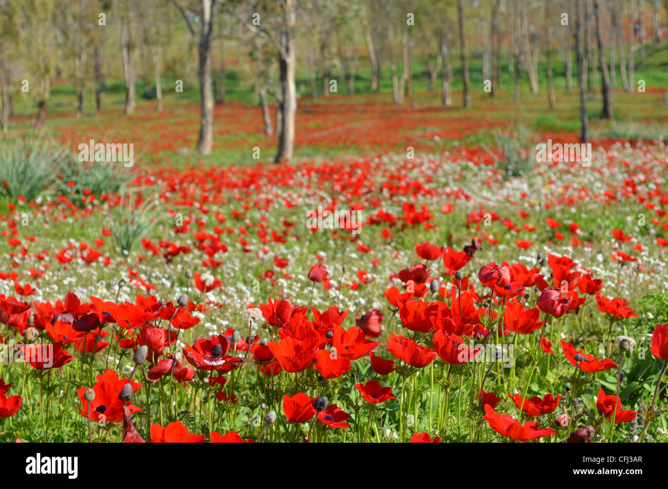 Anemone coronaria AKA Spanish marigold or Kalanit (in Hebrew ...
