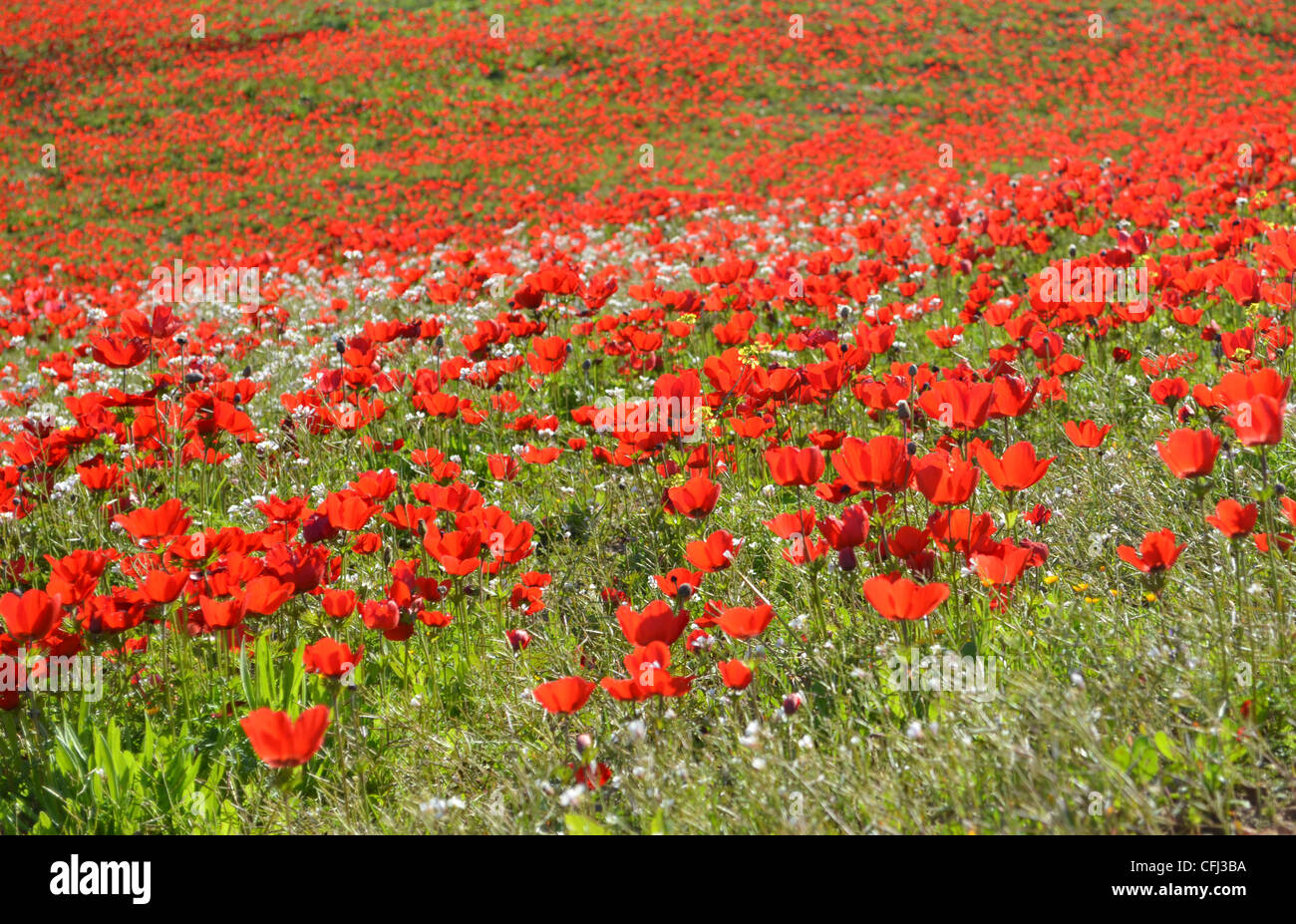 Anemone coronaria AKA Spanish marigold or Kalanit (in Hebrew ...