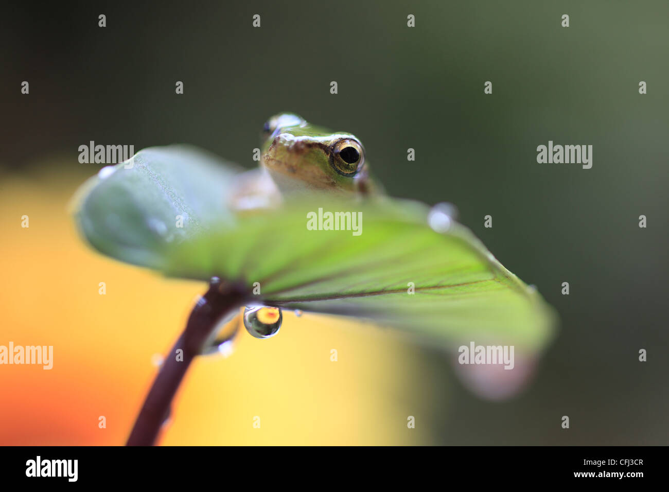 Frog holding leaf hi-res stock photography and images - Alamy