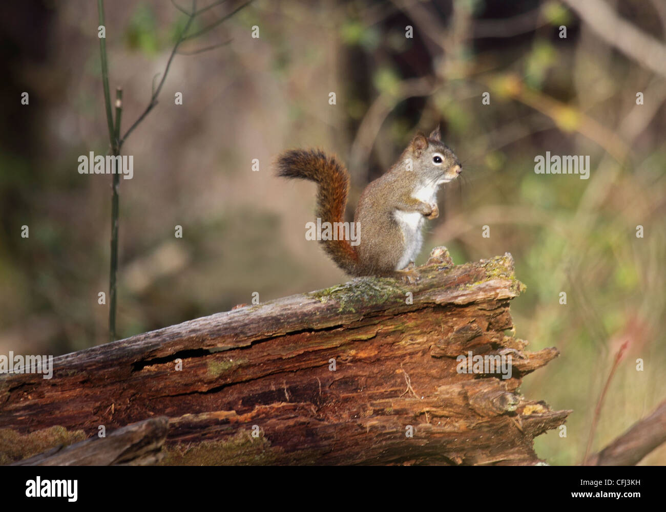 American red squirrel hi-res stock photography and images - Alamy