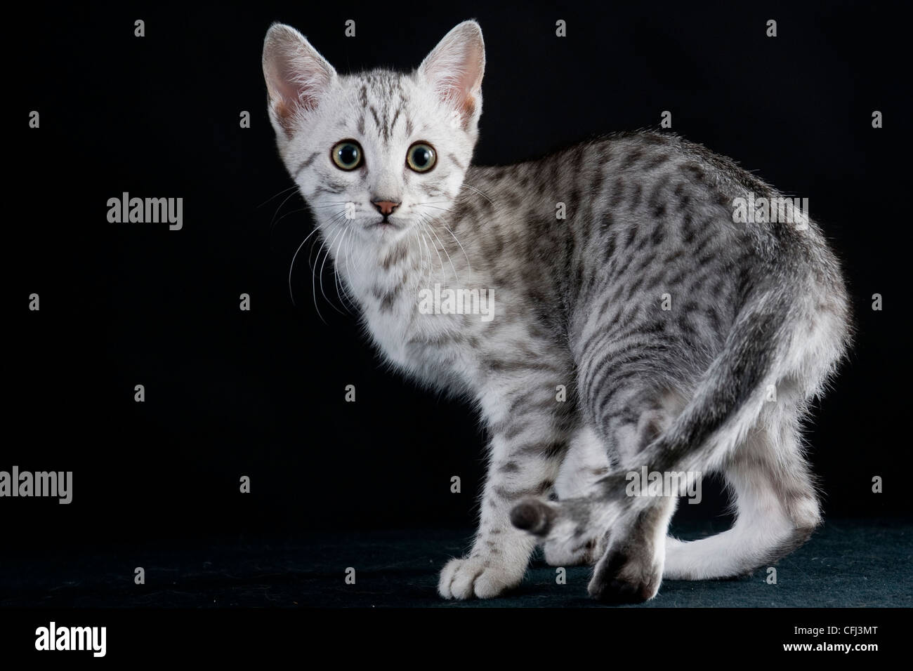Egyptian mau kitten hi-res stock photography and images - Alamy