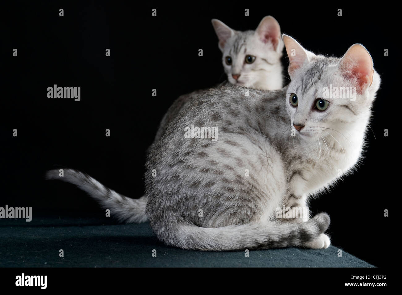 Silver kittens hi-res stock photography and images - Alamy