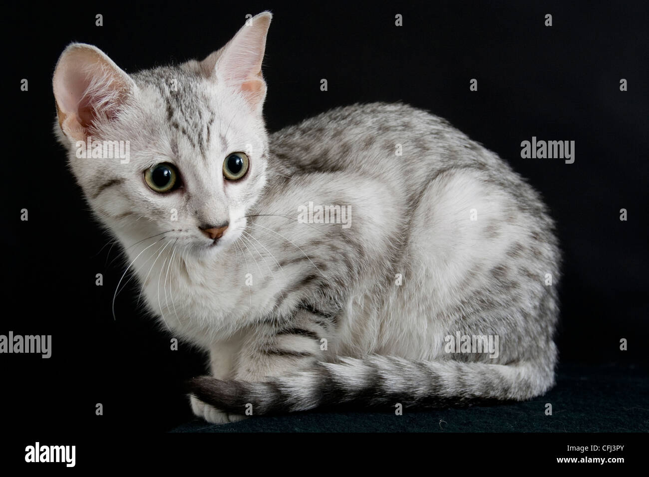 Egyptian Mau cat, kitten Stock Photo - Alamy