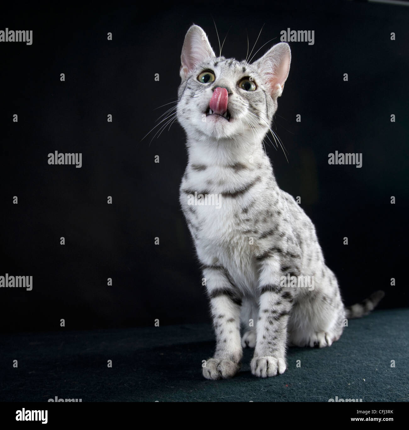 Egyptian mau kitten hi-res stock photography and images - Alamy