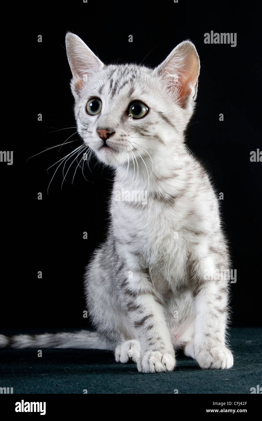 Egyptian Mau cat, kitten Stock Photo - Alamy