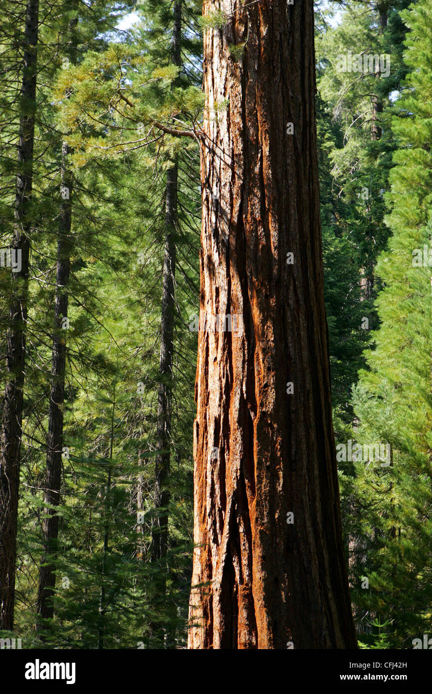 Woods and forests hi-res stock photography and images - Alamy