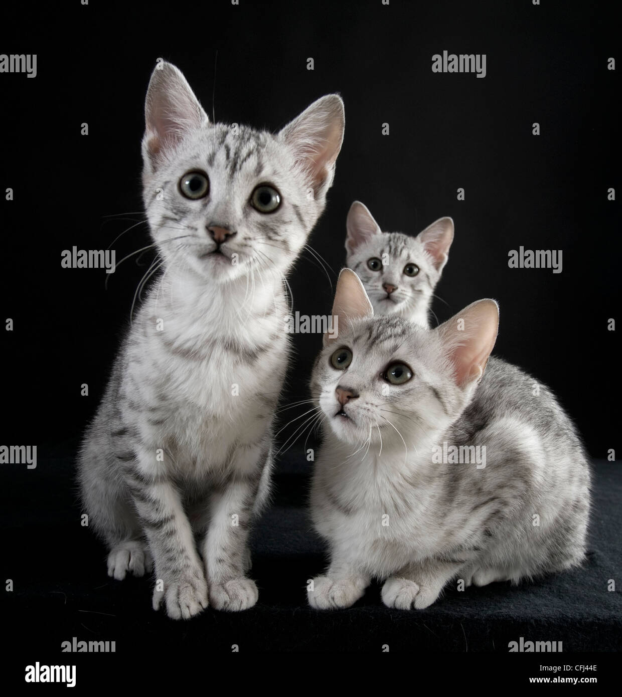 Silver kittens hi-res stock photography and images - Alamy