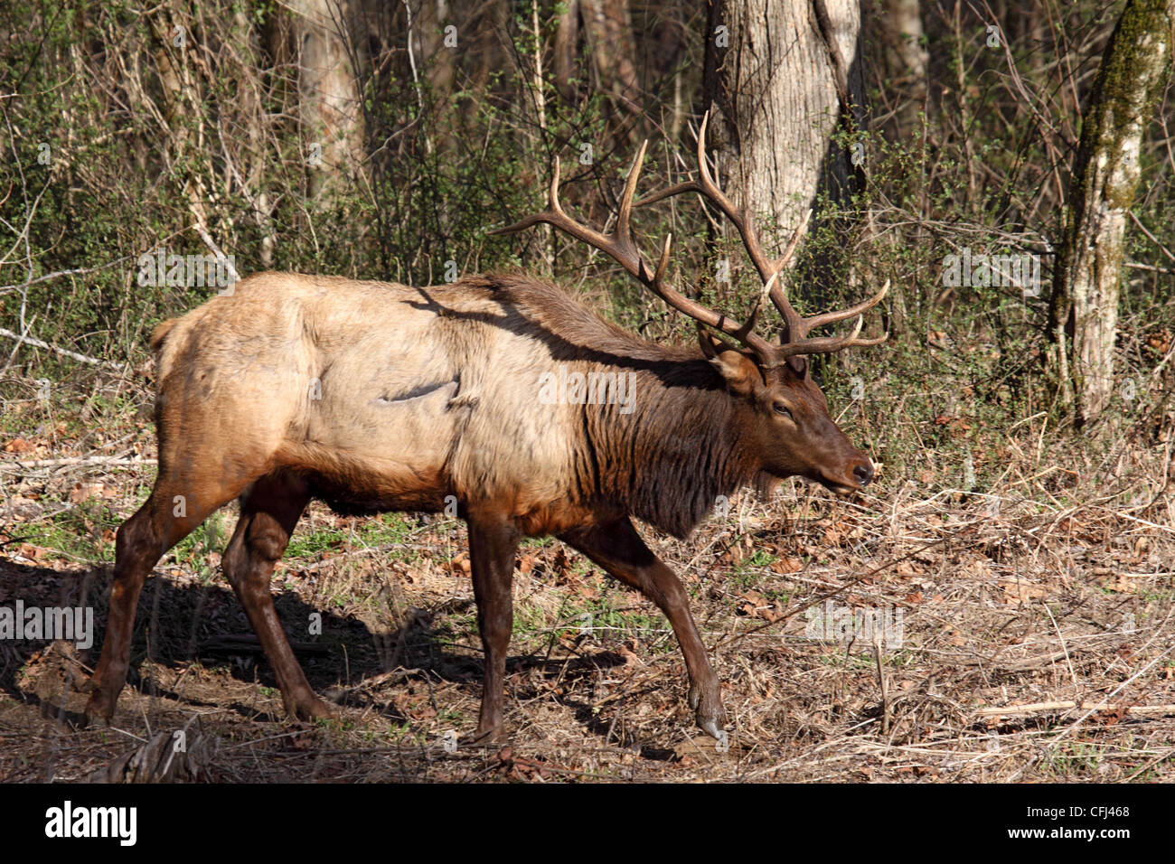 Scarred animals hi-res stock photography and images - Alamy
