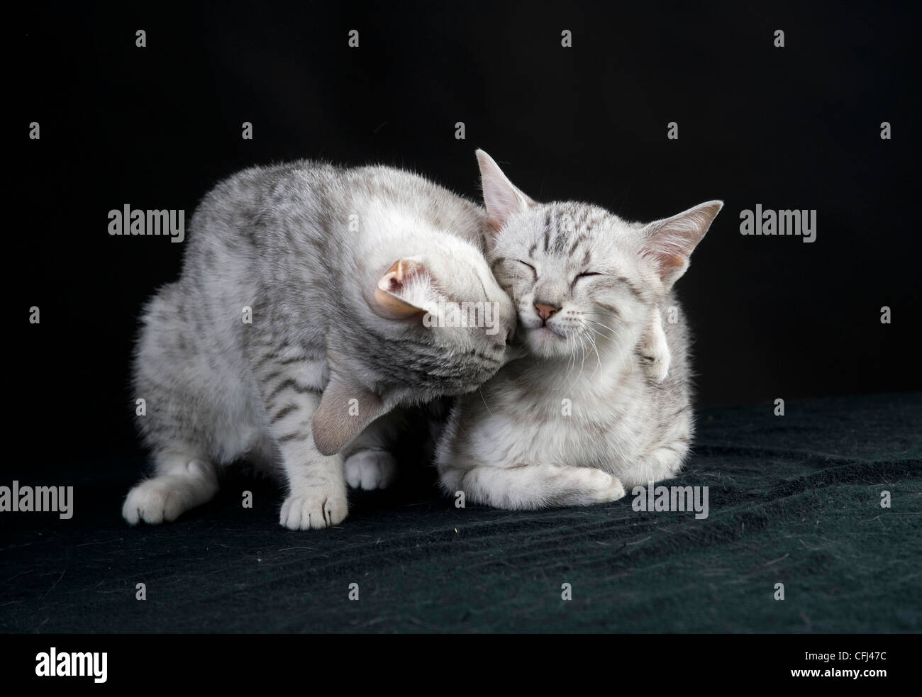 Egyptian mau kittens hi-res stock photography and images - Alamy