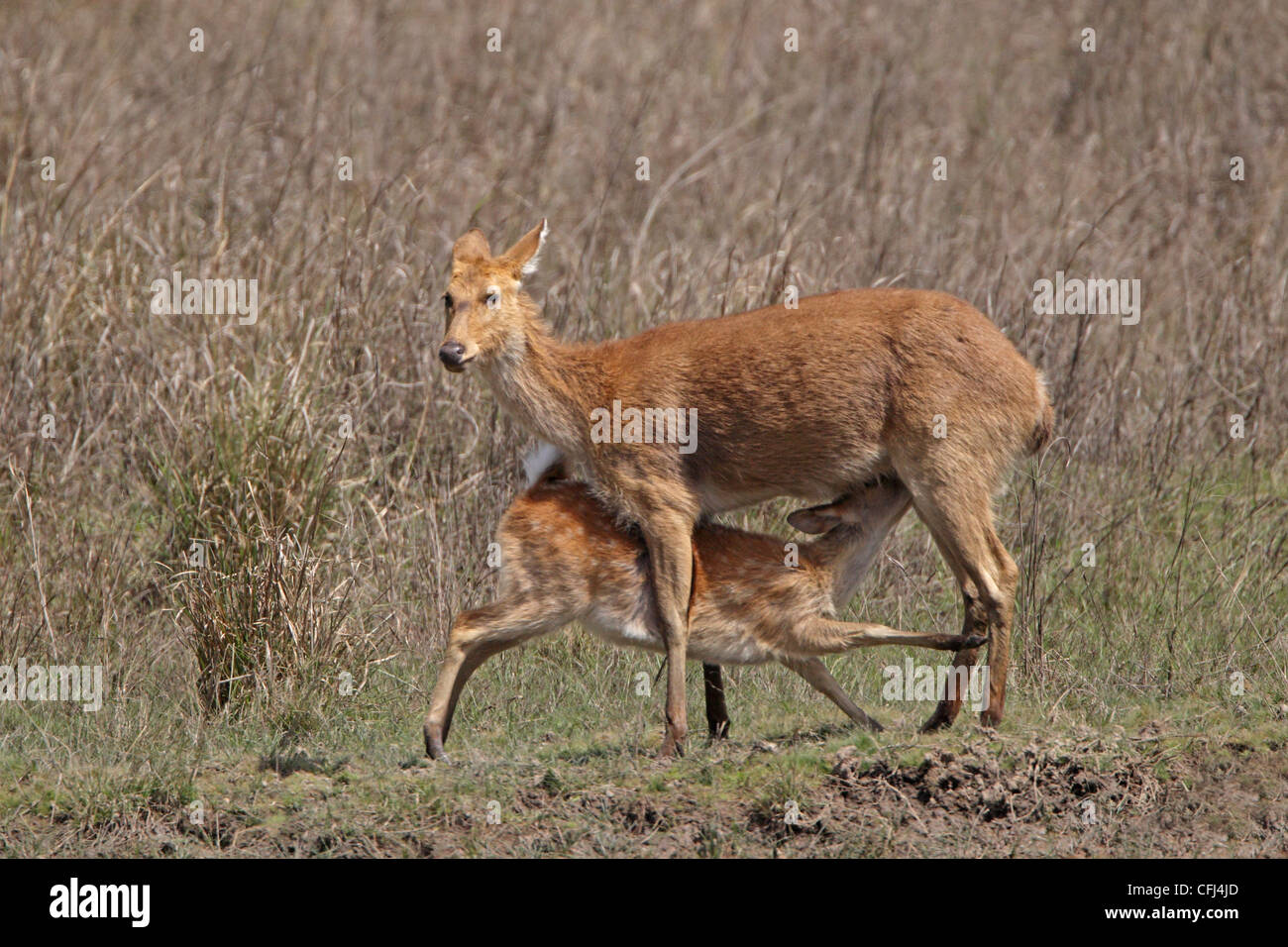 Female Swamp Deer or Barasingha suckling a fawn Stock Photo - Alamy