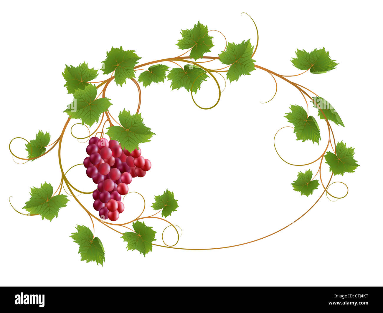 Red vine on a white background Stock Photo - Alamy