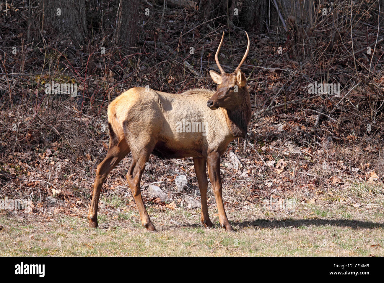 Elk young stag at Edge of woodland in North Carolina USA Stock Photo ...