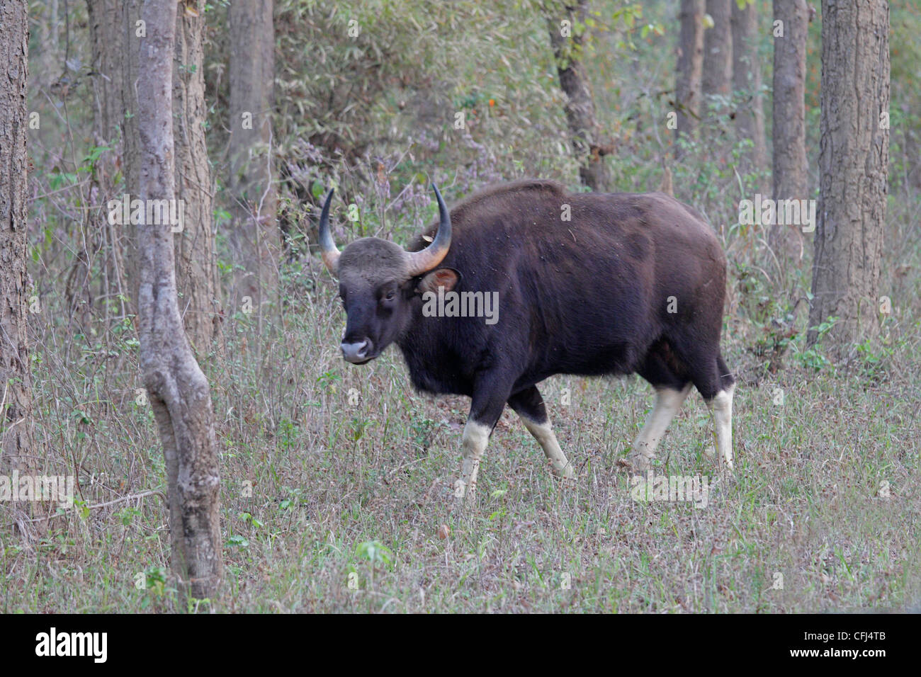 Gaur Indian Bison High Resolution Stock Photography and Images - Alamy