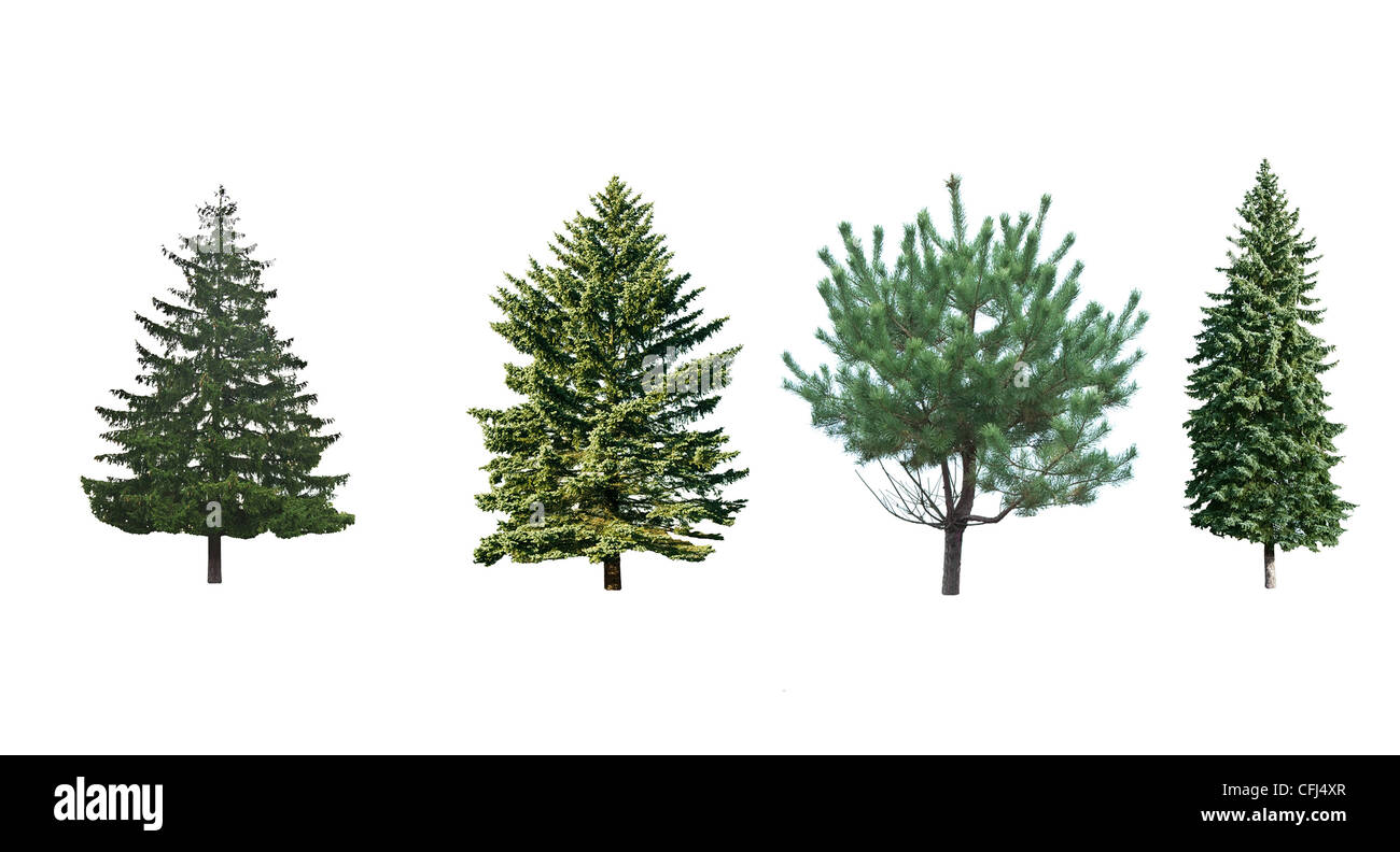 four pine trees is isolated on a white background Stock Photo - Alamy
