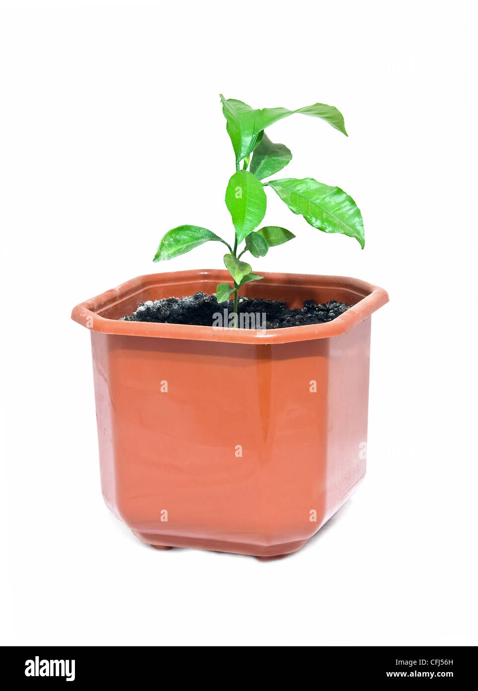 young tree of lemon is in a pot Stock Photo - Alamy