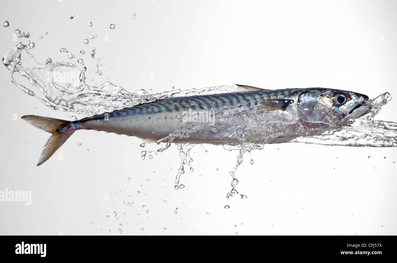 Mackerel swimming hi-res stock photography and images - Alamy
