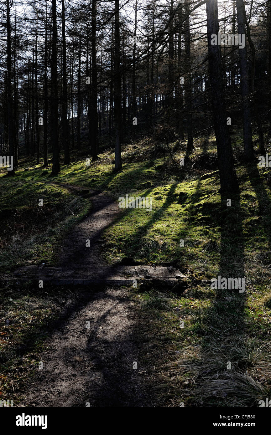 tree shadows across forest path derbyshire england uk Stock Photo - Alamy