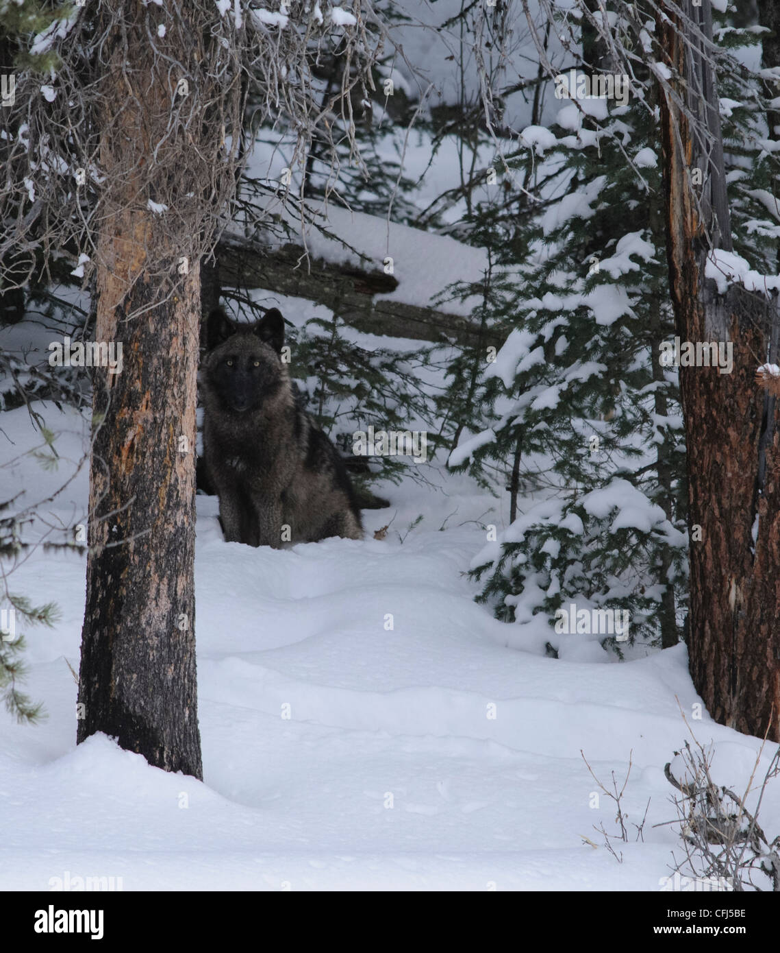 Black wolf sitting in the snow between trees, Yellowstone National Park ...