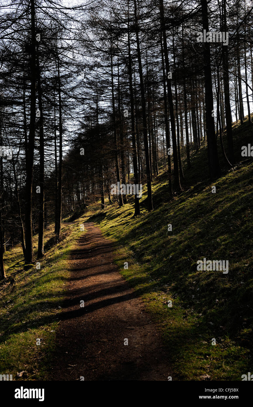 forest walk adjacent to ladybower reservoir upper derwent valley ...