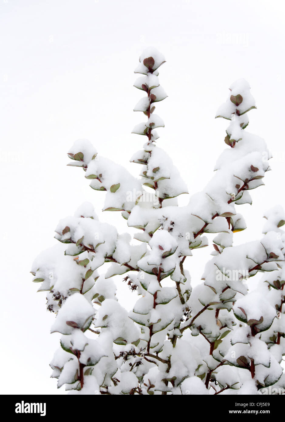 Snow covered branches of a shrub after a heavy winter snowfall in an ...