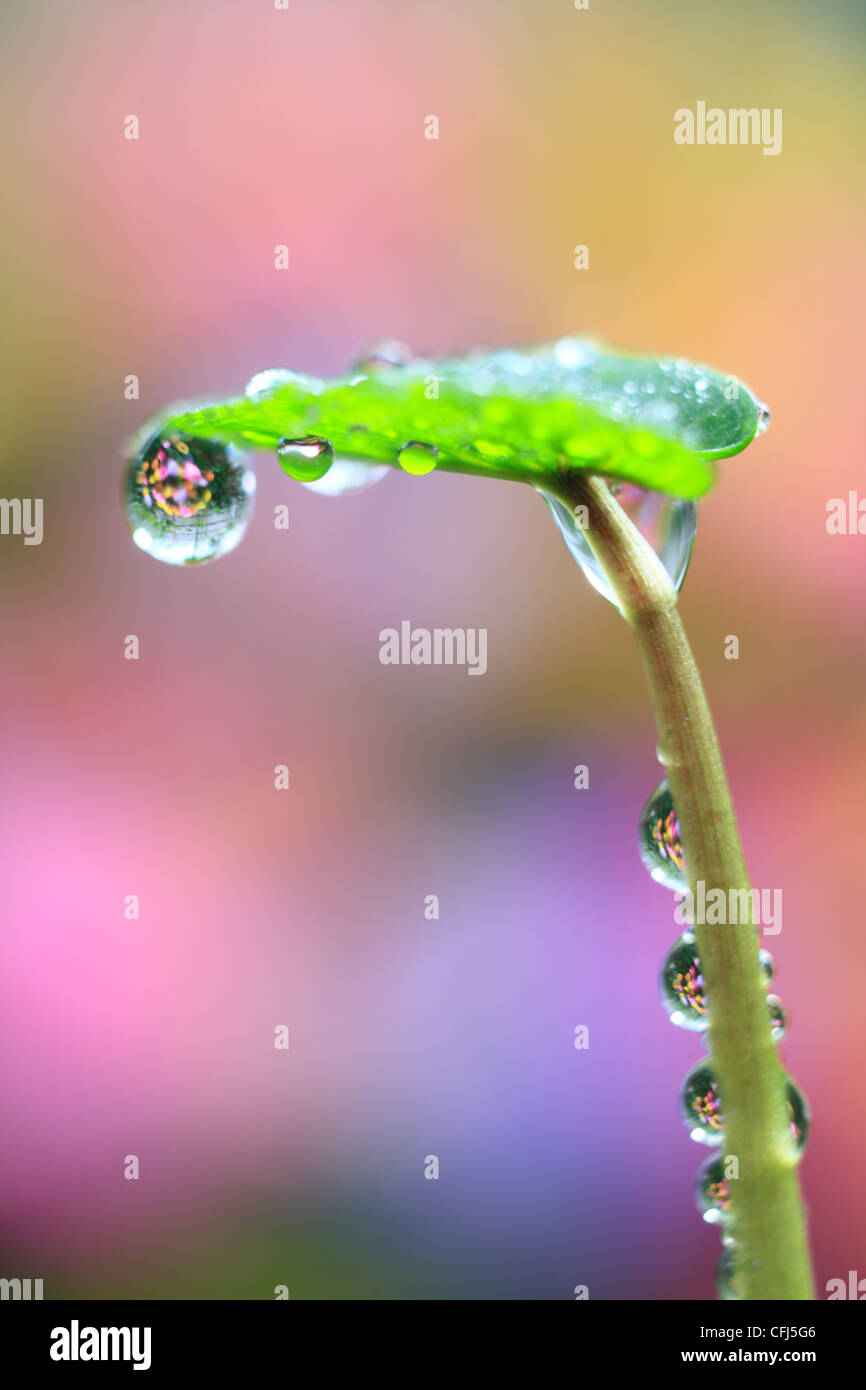 young, fresh sprouts,leaf Stock Photo - Alamy