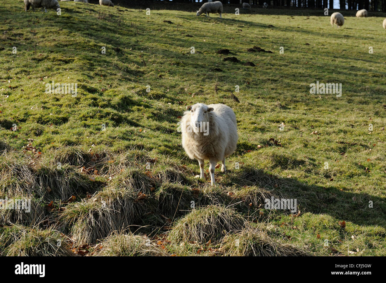 english sheep in a field england uk Stock Photo - Alamy
