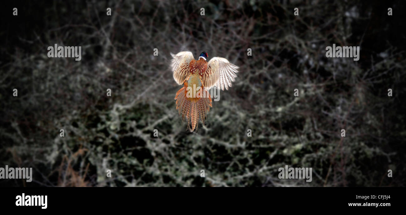 Pheasant landing against shrubs, March, Sweden Stock Photo - Alamy