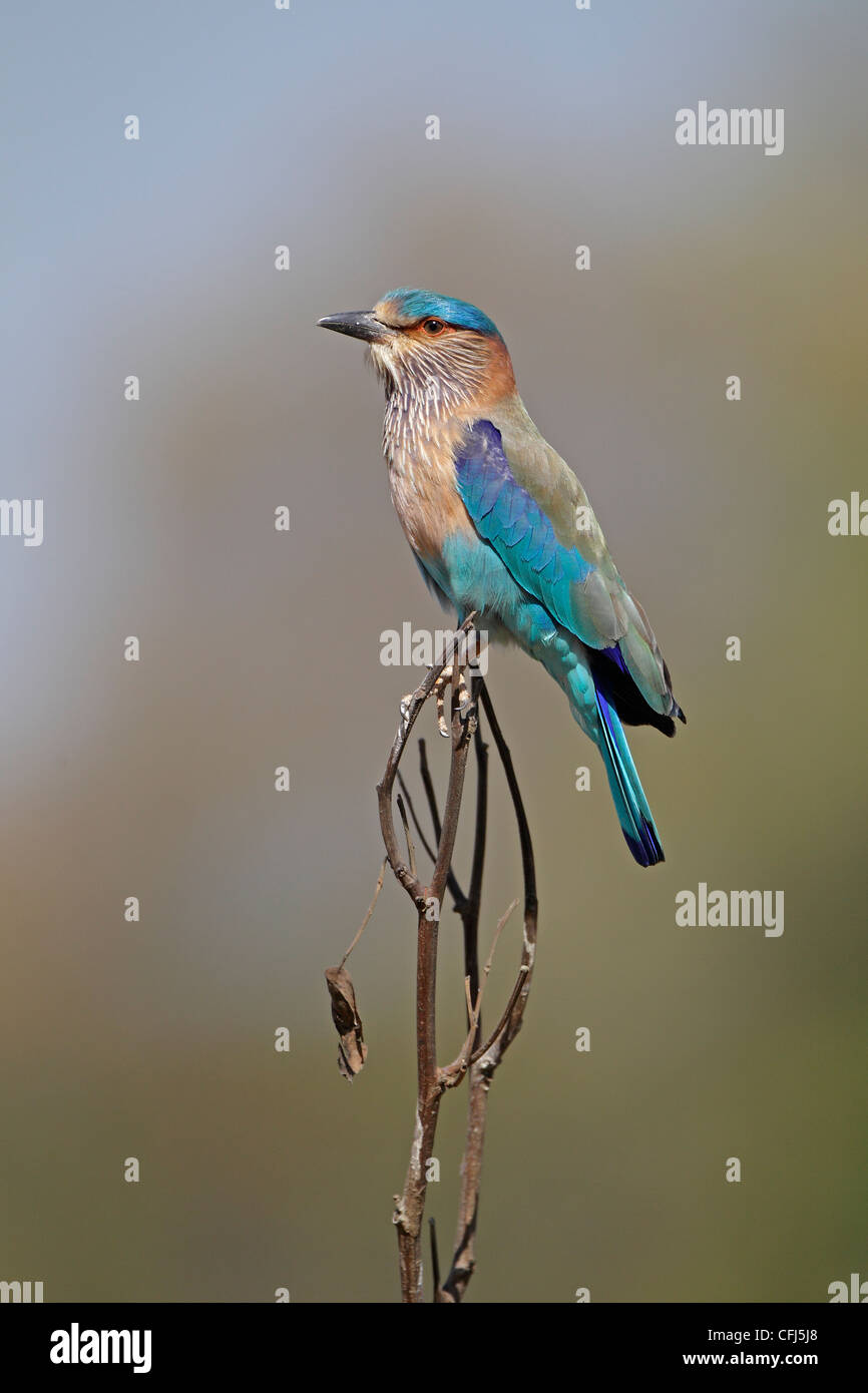 Indian roller hi-res stock photography and images - Alamy