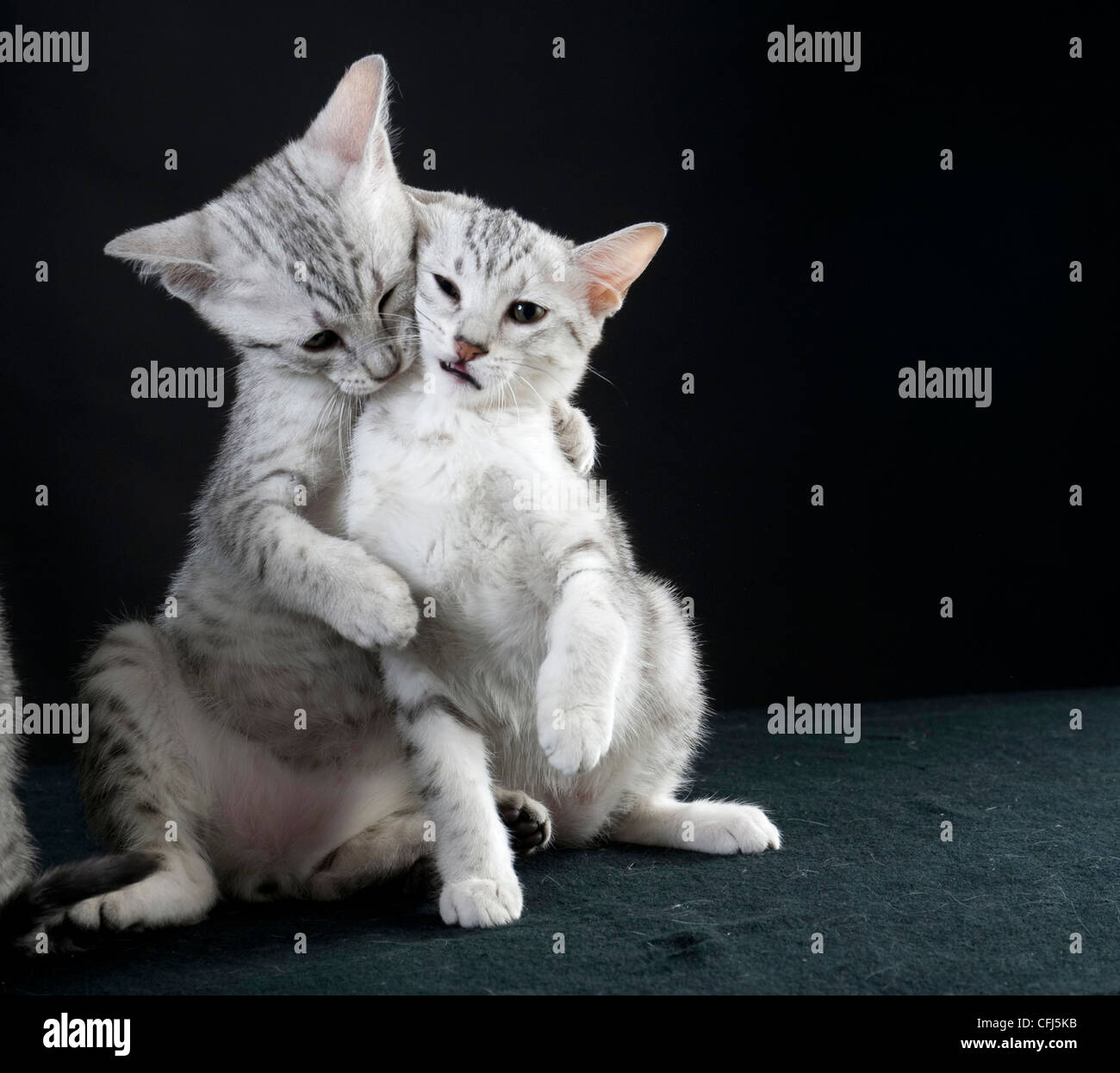 Egyptian mau kittens hi-res stock photography and images - Alamy