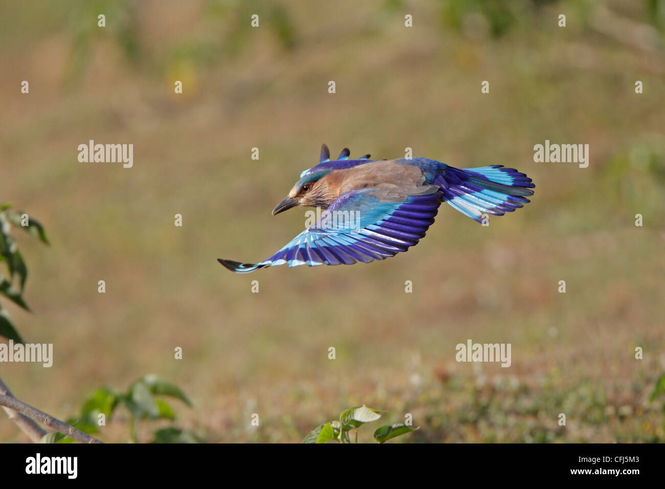 Indian Roller in flight Stock Photo - Alamy