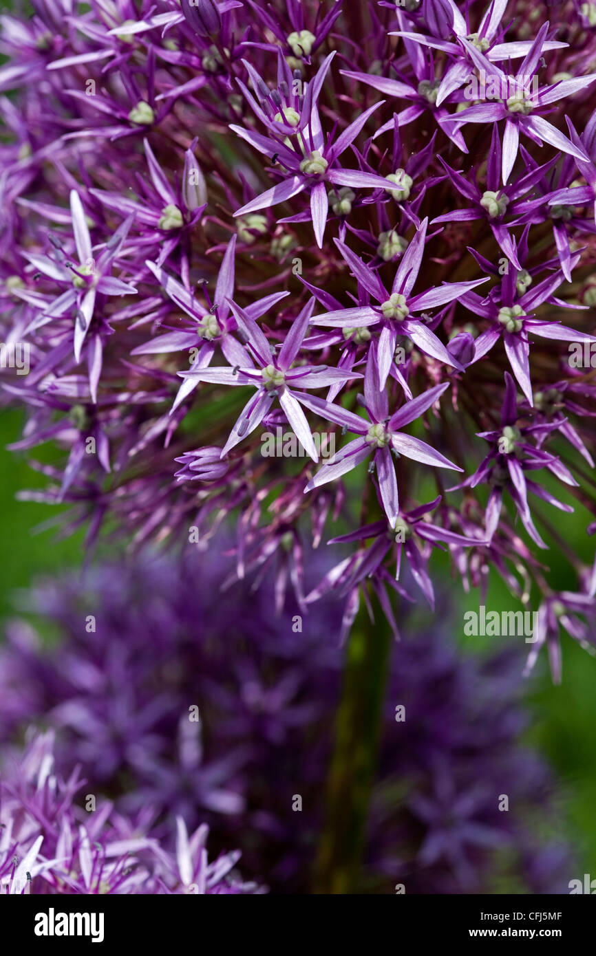 Allium Giganteum (onion flower Stock Photo - Alamy