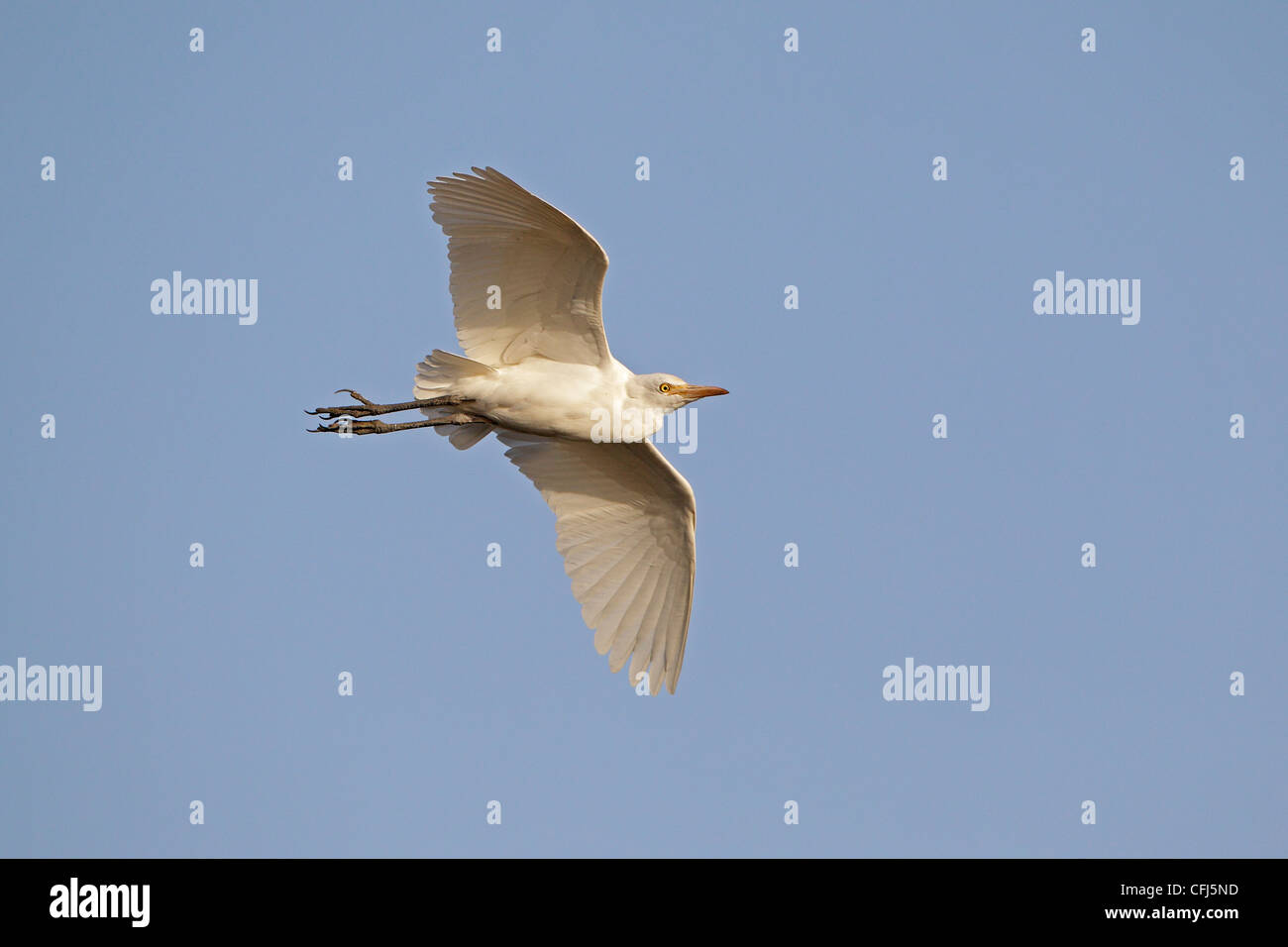 Intermediate Egret in flight Stock Photo - Alamy